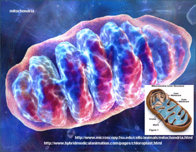 400px-Mitochondria - Shine With Light